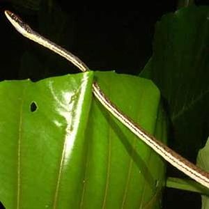 The Biodiversity of Singapore- Dendrelaphis pictus
