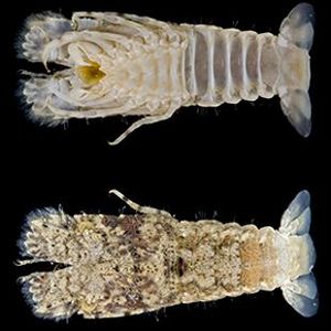 The Biodiversity of Singapore- Scyllaridae sp. 6