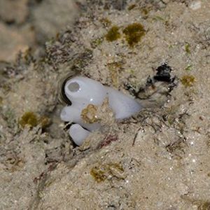 The Biodiversity of Singapore- Sponge sp.