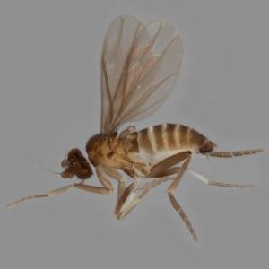 The Biodiversity of Singapore- Phoridae sp. ZRC_BDP0000077