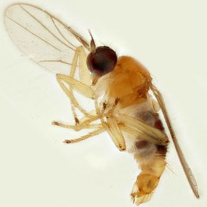 The Biodiversity of Singapore- Elaphropeza sivasothii