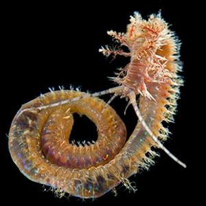 The Biodiversity of Singapore- Diopatra sp. SEA-1128
