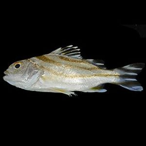 The Biodiversity of Singapore- Terapon jarbua