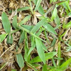 The Biodiversity of Singapore- Digitaria didactyla