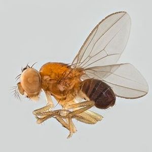 The Biodiversity of Singapore- Drosophilidae sp. ZRC_BDP0294070