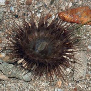 The Biodiversity of Singapore- Hormathidae sp.