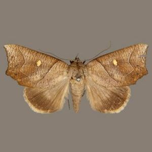 The Biodiversity of Singapore- Pterogonia aurigutta