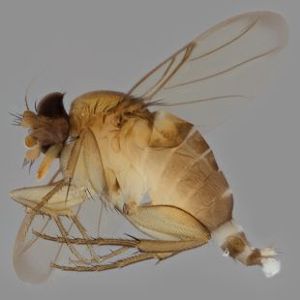 The Biodiversity of Singapore- Phoridae sp. ZRC_BDP0000267