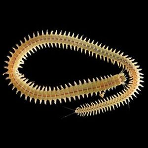 The Biodiversity of Singapore- Nereididae sp. INT-0728