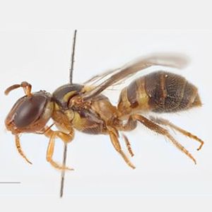 The Biodiversity of Singapore- Ceratina (Lioceratina) ridleyi