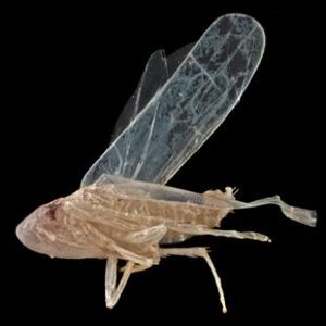 The Biodiversity of Singapore- Hemiptera sp. ZRC_BDP0165926