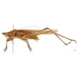 The Biodiversity of Singapore- Euconocephalus picteti