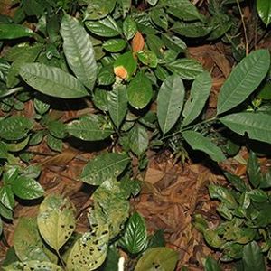 The Biodiversity of Singapore- Parameria laevigata