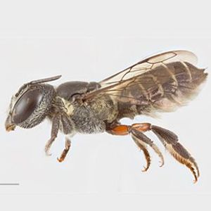 The Biodiversity of Singapore- Megachile (Chelostomoda) moera