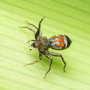 The Biodiversity of Singapore- Siler semiglaucus