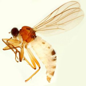 The Biodiversity of Singapore- Elaphropeza lineola