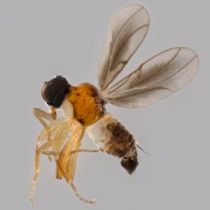 The Biodiversity of Singapore- Hybotidae sp. ZRC_BDP0287020