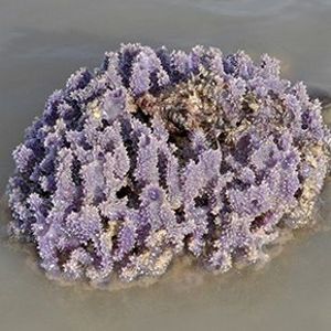 The Biodiversity of Singapore- Dysidea sp.