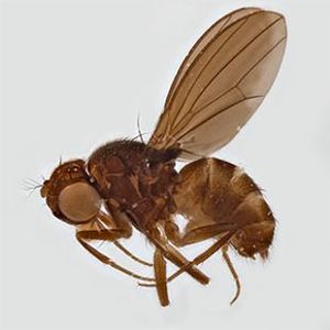 The Biodiversity of Singapore- Drosophilidae sp. ZRC_BDP0294017