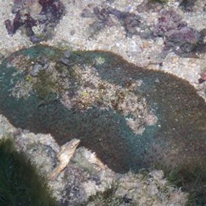 The Biodiversity of Singapore- Polyphyllia talpina