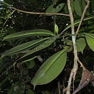 The Biodiversity of Singapore- Fagraea splendens