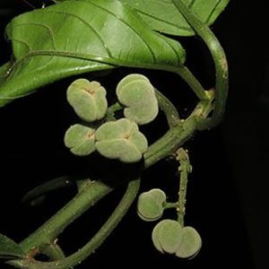 The Biodiversity of Singapore- Claoxylon longifolium