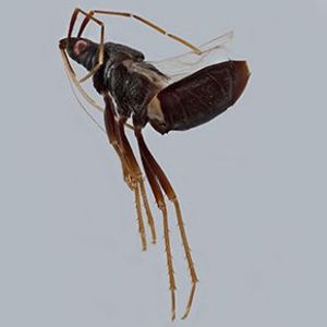 The Biodiversity of Singapore- Hemiptera sp. ZRC_BDP0164011