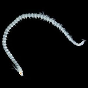 The Biodiversity of Singapore- Phyllodocidae sp. OTC-0276