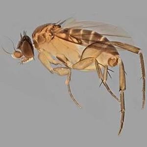 The Biodiversity of Singapore- Phorinae sp. ZRC_BDP0033109