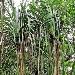 The Biodiversity of Singapore- Pandanus atrocarpus