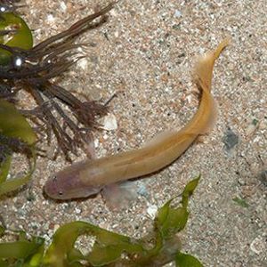 The Biodiversity of Singapore- Dinematichthys iluocoeteoides