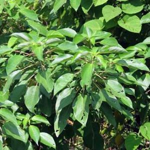 The Biodiversity of Singapore- Pipturus argenteus