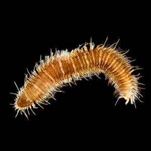 The Biodiversity of Singapore- Oxydromus sp. SEA-5832