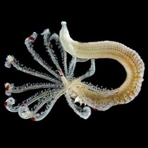 The Biodiversity of Singapore- Sabellidae sp. INT-0230