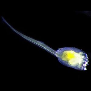 The Biodiversity of Singapore- Didemnidae sp. 10