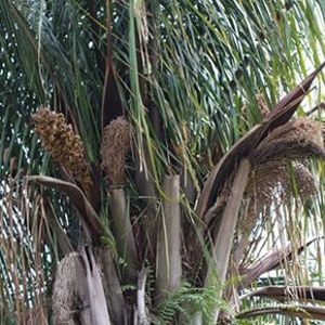 The Biodiversity of Singapore- Attalea insignis