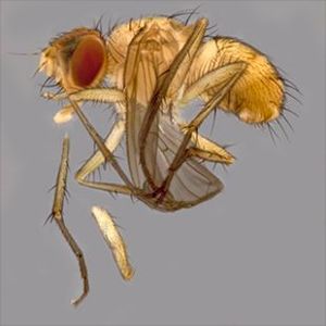 The Biodiversity of Singapore- Muscidae sp. ZRCBDP0127129