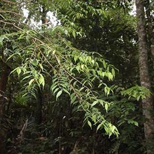The Biodiversity of Singapore- Syzygium singaporense