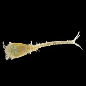 The Biodiversity of Singapore- Cumacean. sp. 3