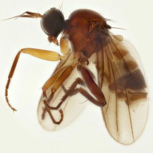 The Biodiversity of Singapore- Elaphropeza obscura