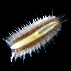 The Biodiversity of Singapore- Polynoidae sp. 5414DR2-061