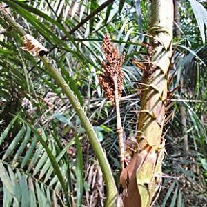 The Biodiversity of Singapore- Daemonorops grandis