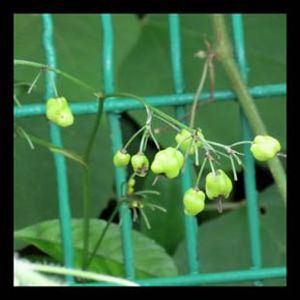 The Biodiversity of Singapore- Dianella ensifolia