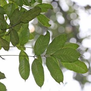 The Biodiversity of Singapore- Dacryodes rugosa