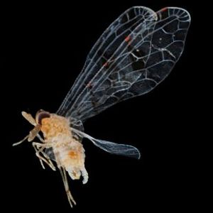 The Biodiversity of Singapore- Hemiptera sp. ZRC_BDP0143248