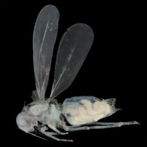 The Biodiversity of Singapore- Hemiptera sp. ZRC_BDP0136887