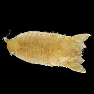 The Biodiversity of Singapore- Sphaeromatidae sp. 41