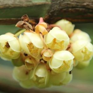 The Biodiversity of Singapore- Garcinia nervosa