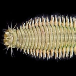 The Biodiversity of Singapore- Tylonereis bogoyawlenskyi