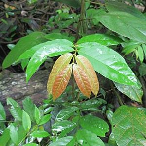 The Biodiversity of Singapore- Parameria polyneura